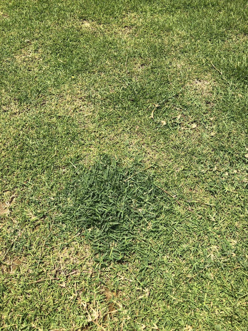 How to get rid of large patches of weed in lawn in the Lawns and Grass ...