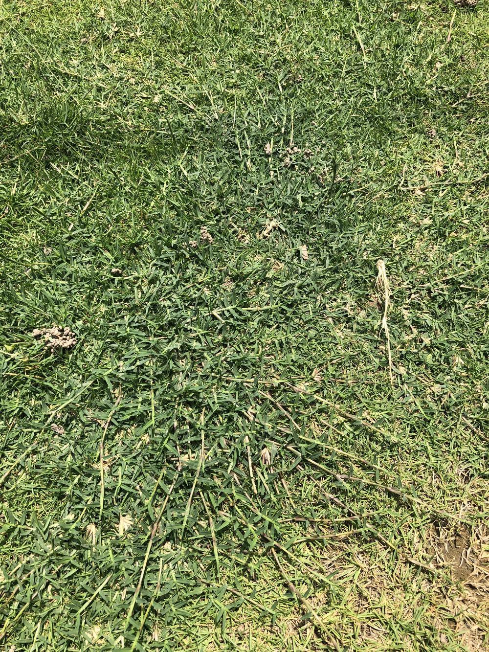 How to get rid of large patches of weed in lawn in the Lawns and Grass ...