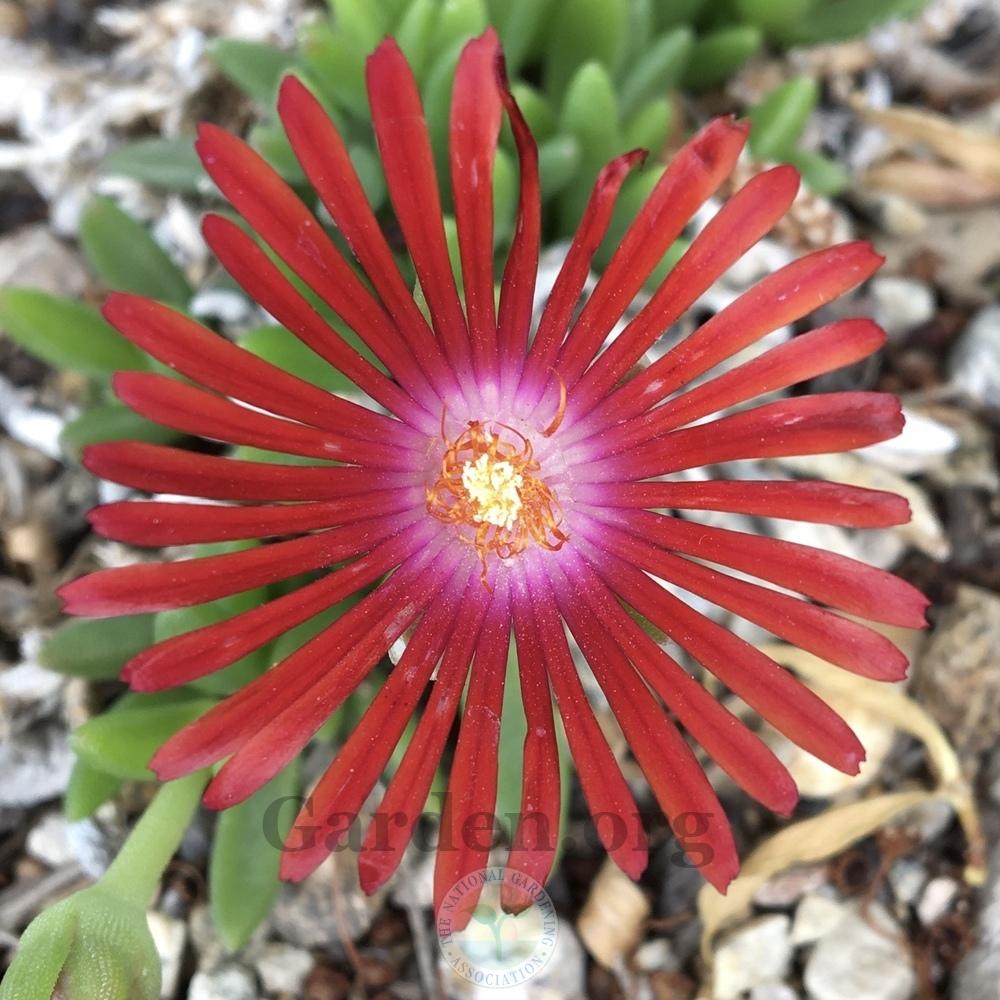 Photo of the bloom of Ice Plant (Delosperma dyeri Red Mountain®) posted ...