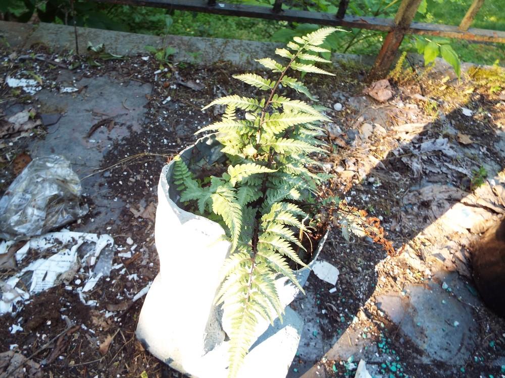 godzilla japanese painted fern in the Ferns forum - Garden.org