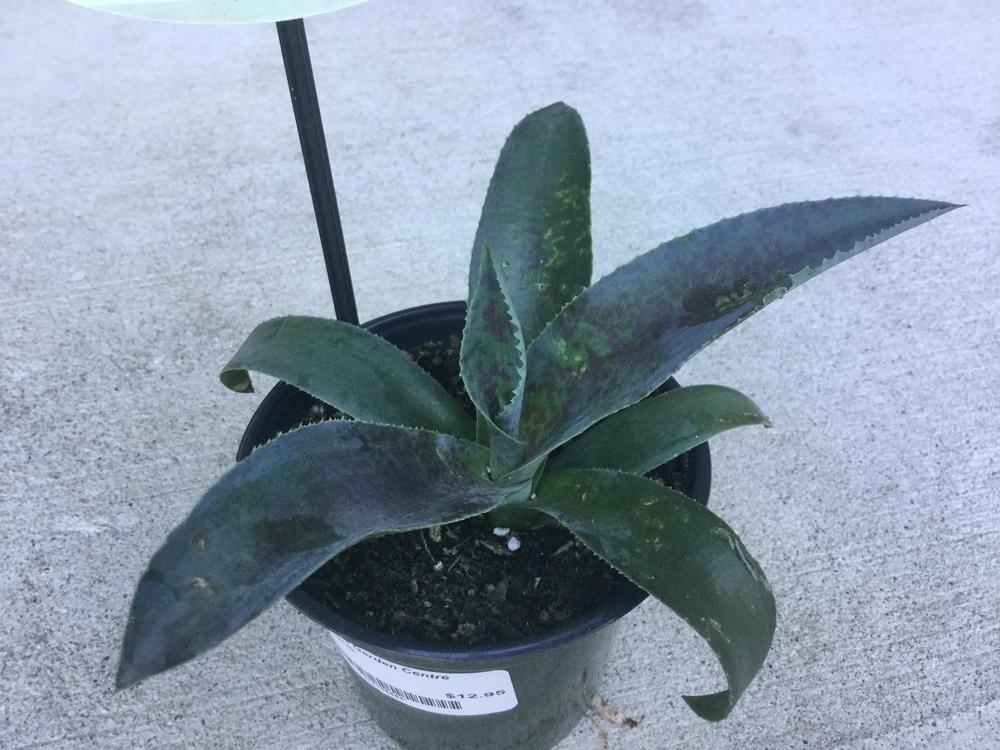 Mangave (Agave 'Aztec King') in the Agaves Database - Garden.org