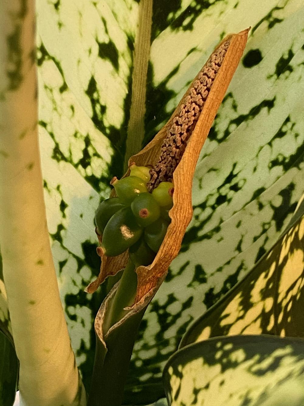 Aglaonemas: Plant Care and Collection of Varieties - Garden.org