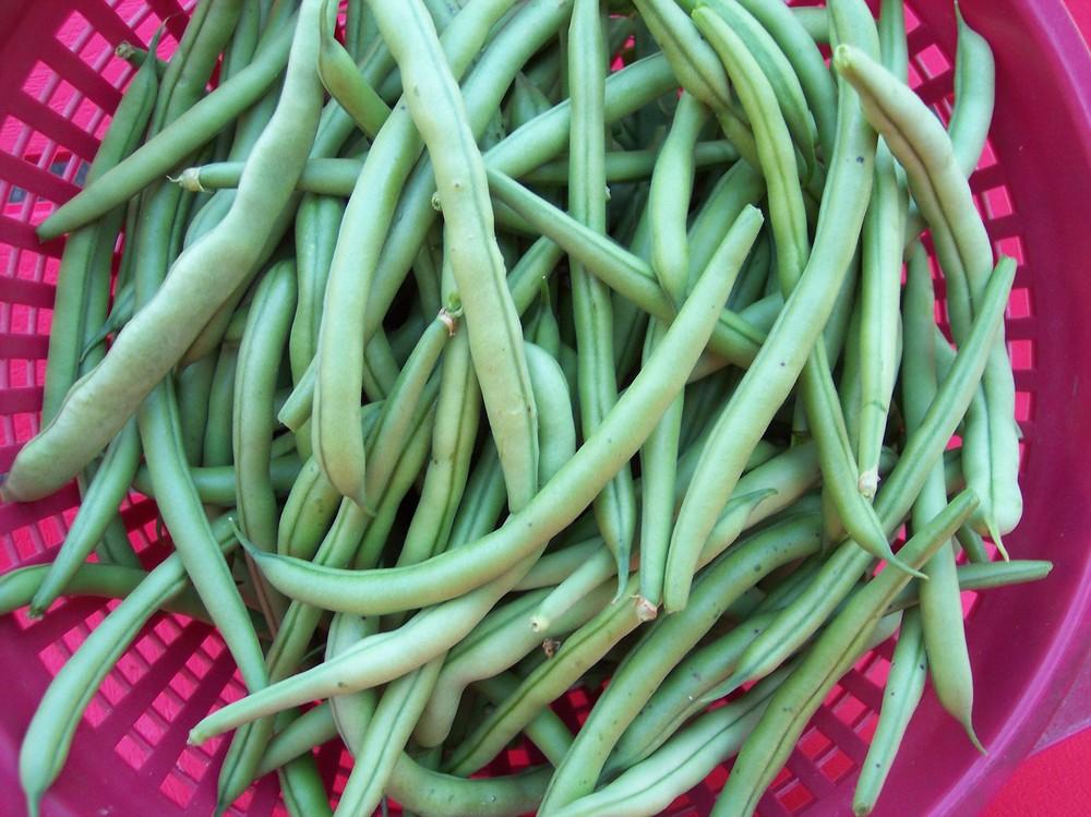 Photo of the fruit of Pole Bean (Phaseolus vulgaris 'Seychelles') posted by farmerdill - Garden.org