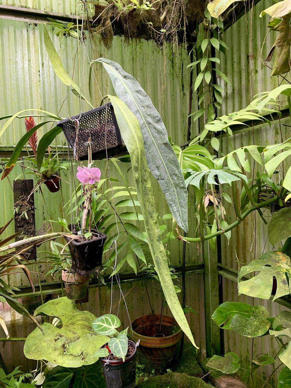 Tail flower (Anthurium pendulifolium) in the Anthuriums Database ...