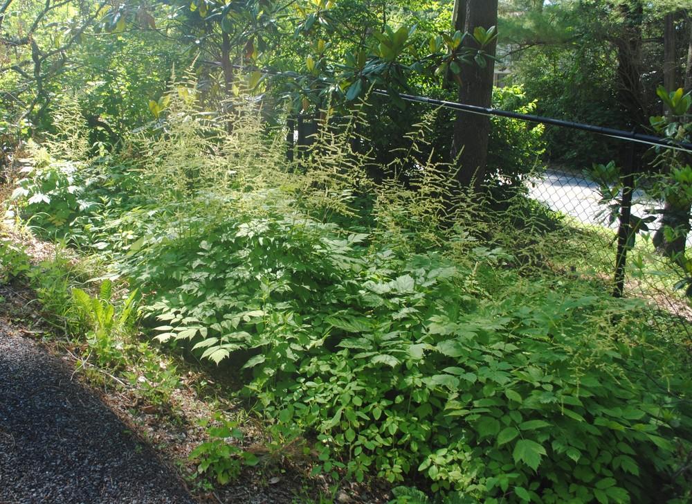 Photo of the entire plant of Appalachian False Goat's Beard (Astilbe ...