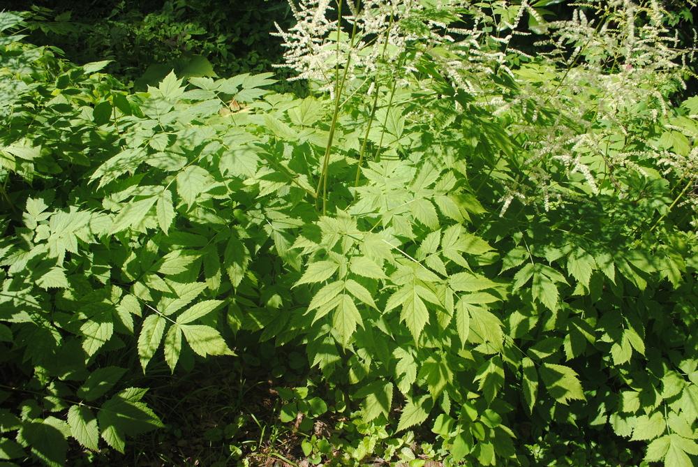 Appalachian False Goat's Beard (Astilbe biternata) in the Astilbes ...