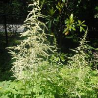 Appalachian False Goat's Beard (Astilbe biternata) in the Astilbes ...