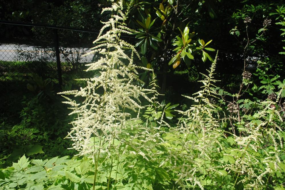 Photo of the bloom of Appalachian False Goat's Beard (Astilbe biternata ...