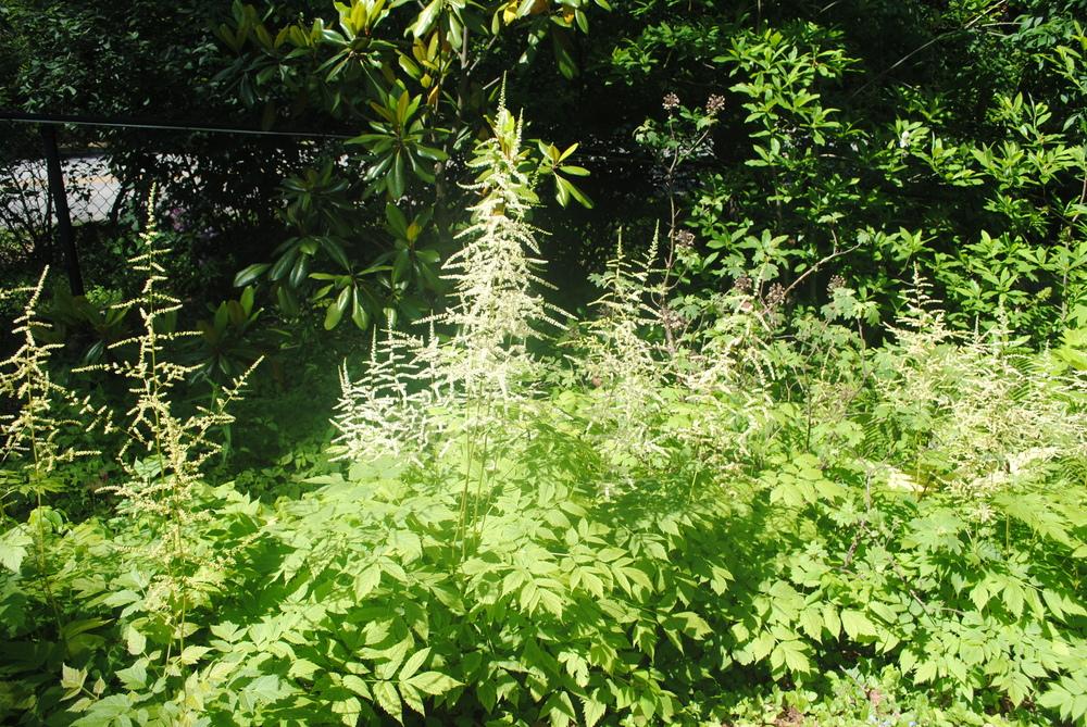 Photo of the entire plant of Appalachian False Goat's Beard (Astilbe ...