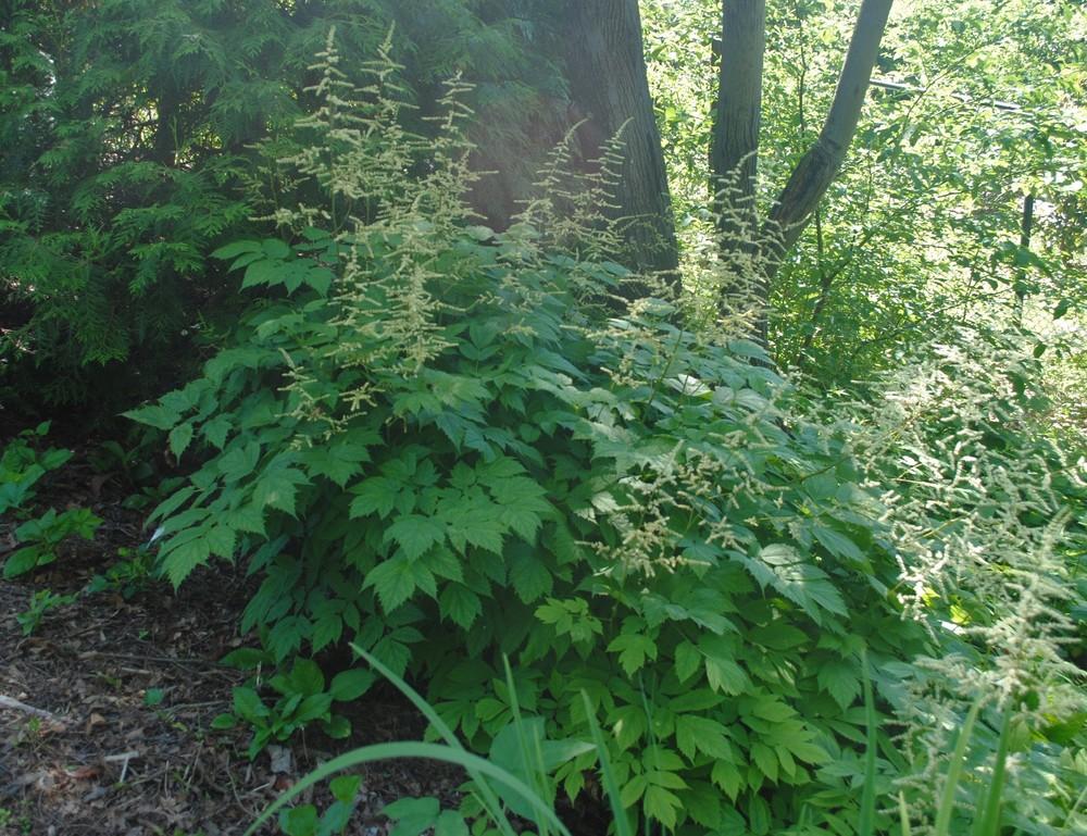 Photo of the entire plant of Appalachian False Goat's Beard (Astilbe ...