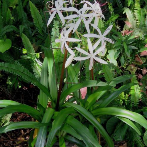 Crinum Lily (Crinum americanum) in the Crinums Database - Garden.org