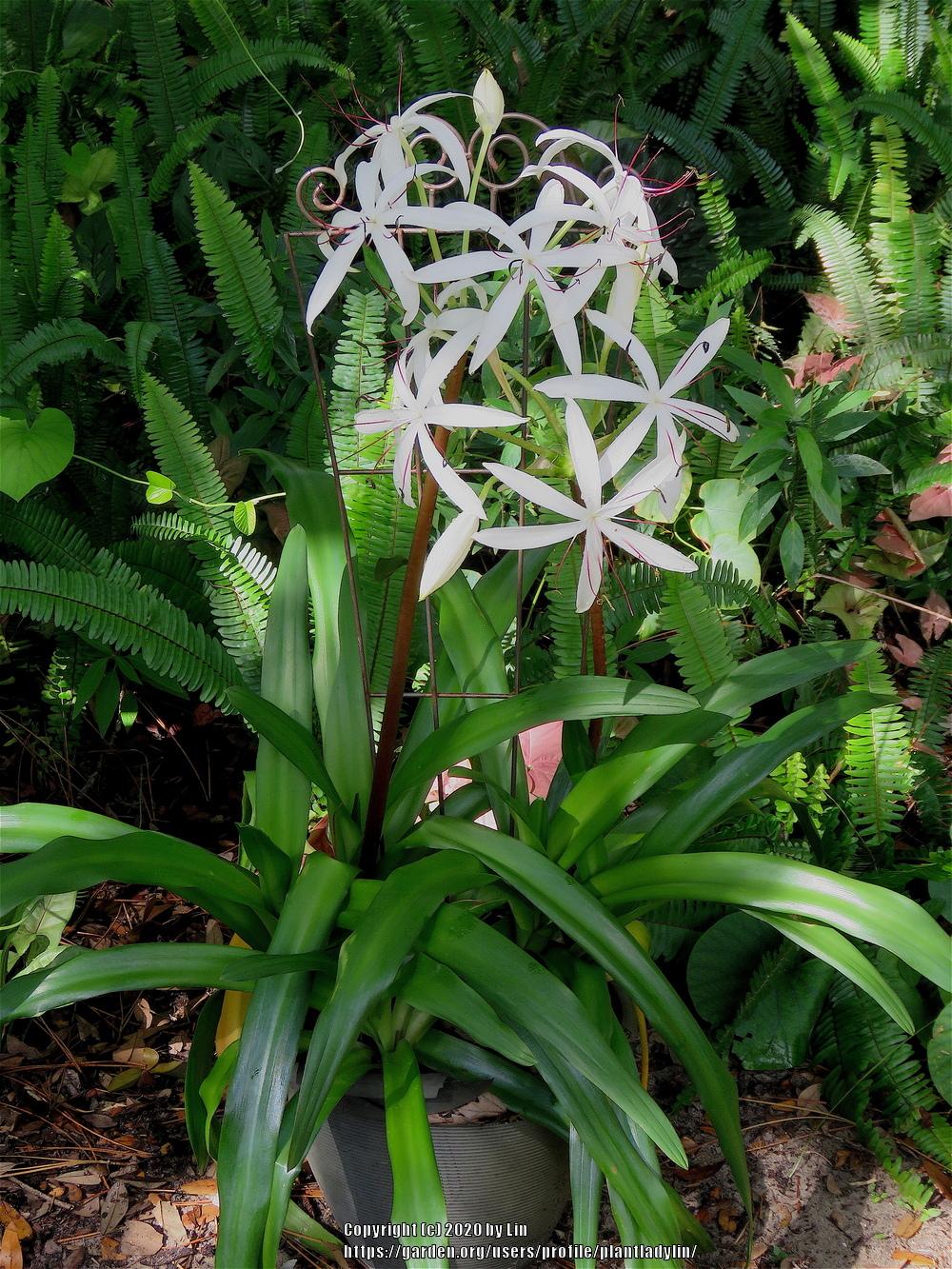 Crinums: Plant Care and Collection of Varieties - Garden.org