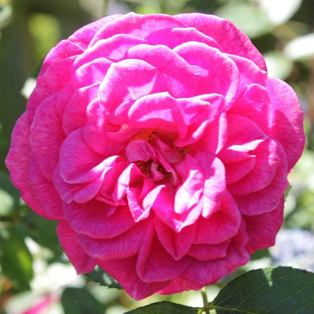 Rose (Rosa 'Gloriana 97') in the Roses Database - Garden.org