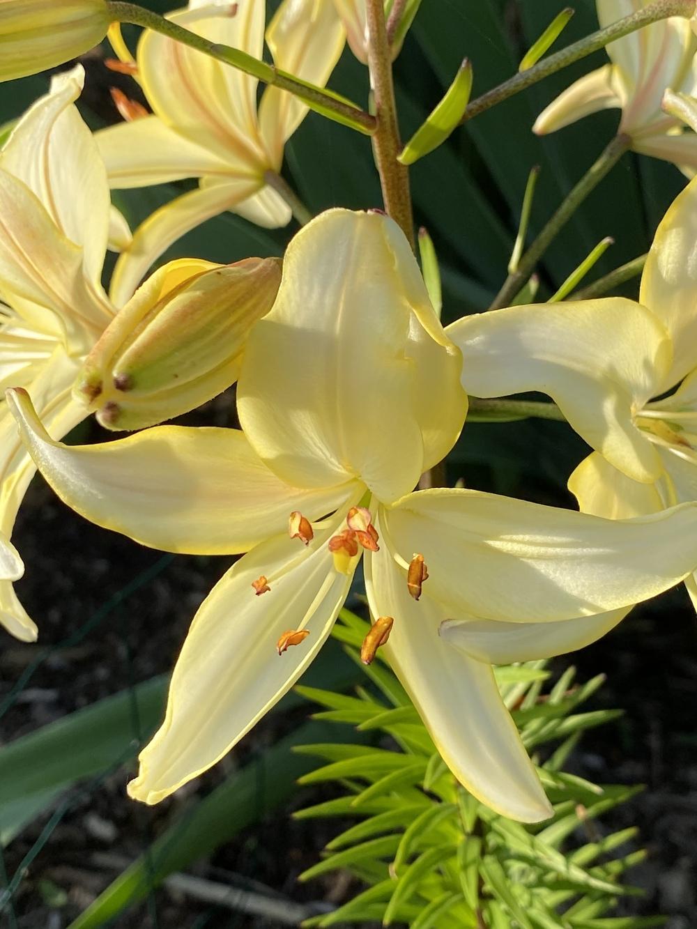 Lily (Lilium 'Casper') in the Lilies Database - Garden.org