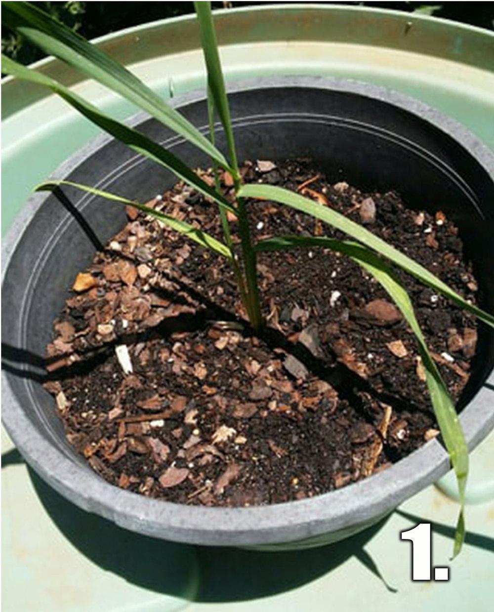 Very Odd Results from Samara Seeds in the Plant ID forum - Garden.org