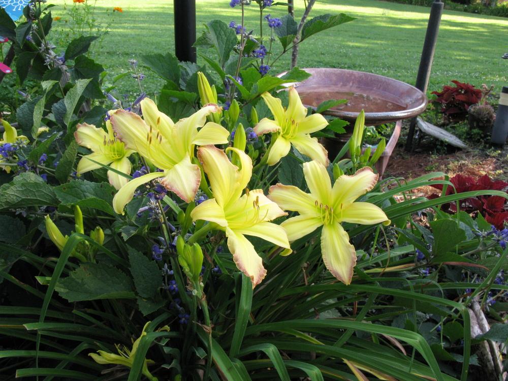 Most fragrant daylily in the Daylilies forum - Garden.org