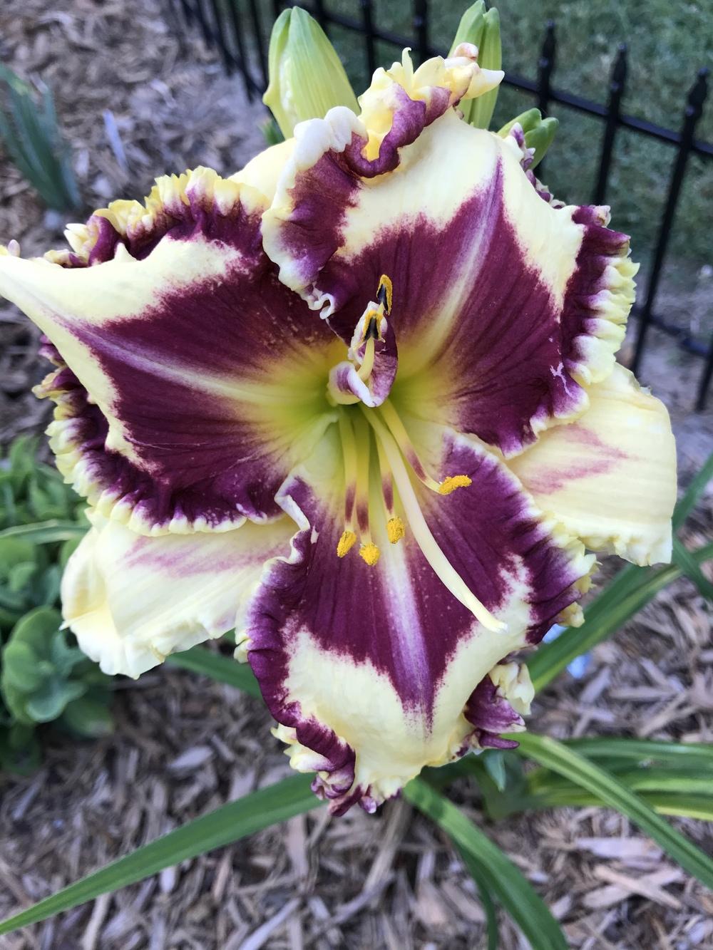 Daylily (Hemerocallis 'Raspberry Ripple Sundae') in the Daylilies ...