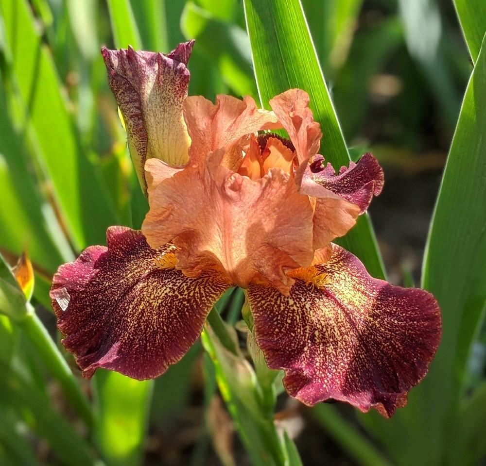 Photo of the bloom of Tall Bearded Iris (Iris 'Bad Cad') posted by ...