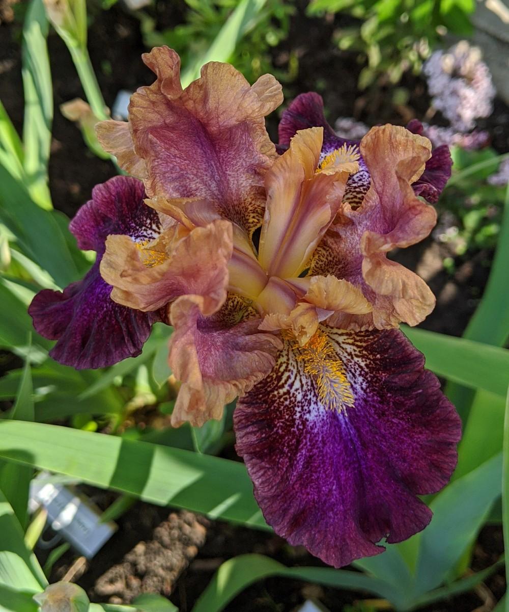 Intermediate Bearded Iris (Iris 'Fanciful Whimsy') in the Irises ...