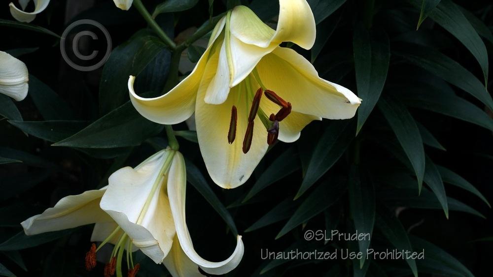 Photo of the bloom of Lily (Lilium 'Conca d'Or') posted by DaylilySLP ...