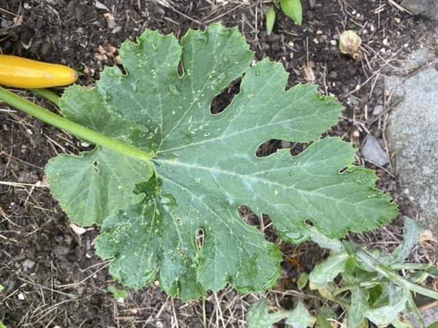 Help! What is wrong with my courgette plants? in the Ask a Question ...