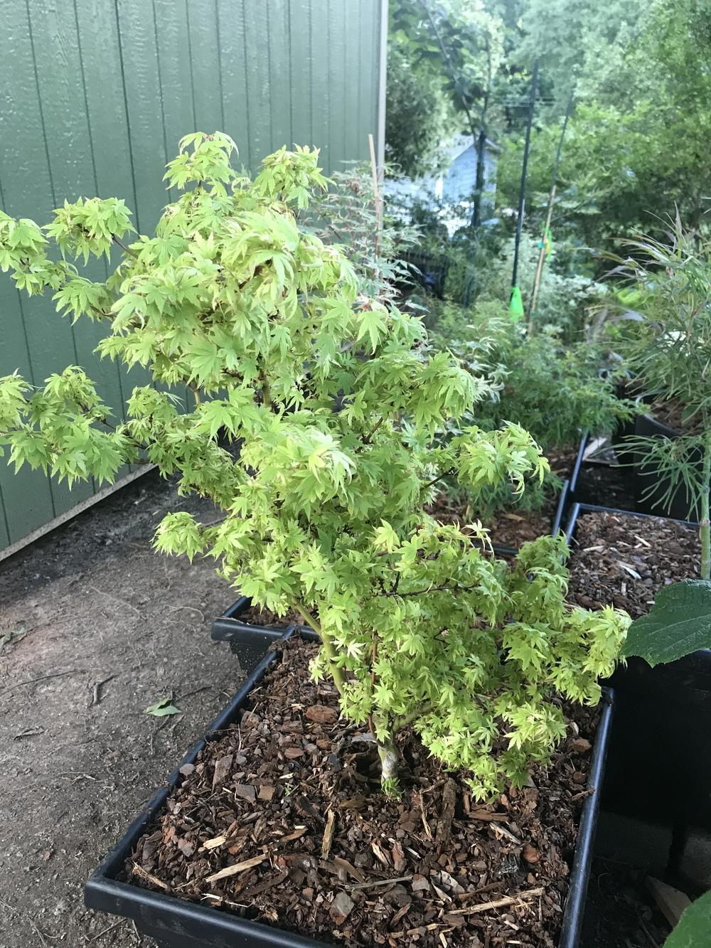 Japanese Maple (Acer palmatum 'Matthew') - Garden.org