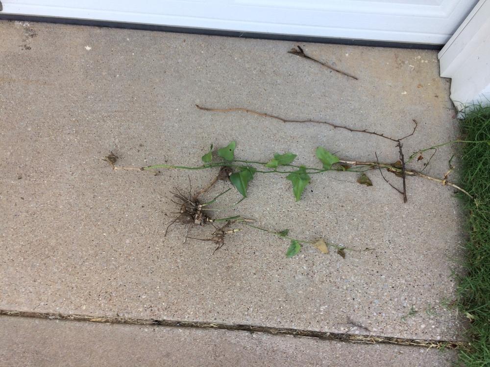 Evil Saw Greenbriar, aka Catbriar, Bullbriar, Tramp's Trouble, Smilax ...