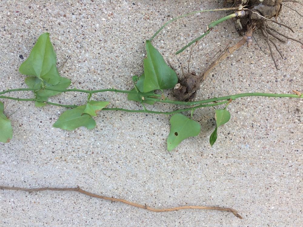 Evil Saw Greenbriar, aka Catbriar, Bullbriar, Tramp's Trouble, Smilax ...