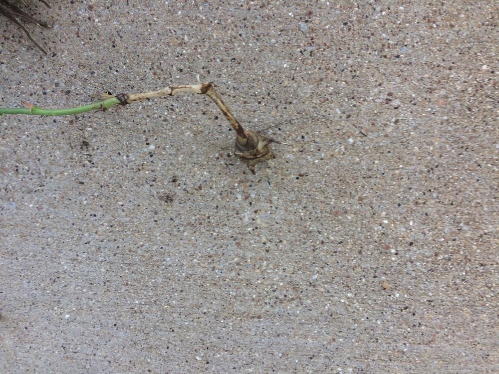 Evil Saw Greenbriar, aka Catbriar, Bullbriar, Tramp's Trouble, Smilax ...