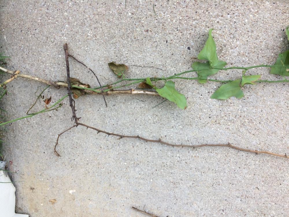 Evil Saw Greenbriar, aka Catbriar, Bullbriar, Tramp's Trouble, Smilax ...