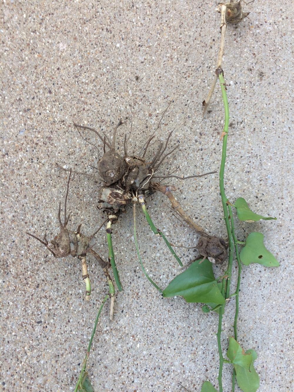 Evil Saw Greenbriar, aka Catbriar, Bullbriar, Tramp's Trouble, Smilax ...