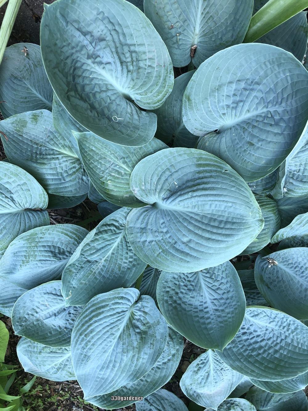 Photo of the entire plant of Hosta 'Blue Vision' posted by crawgarden ...