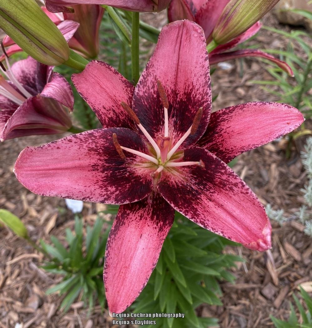 Lilies: Plant Care and Collection of Varieties - Garden.org