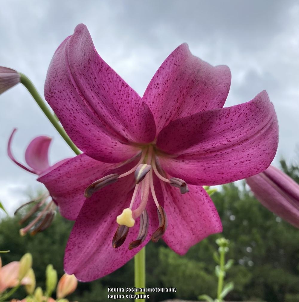 Photo of the bloom of Lily (Lilium 'Purple Marble') posted by scflowers ...