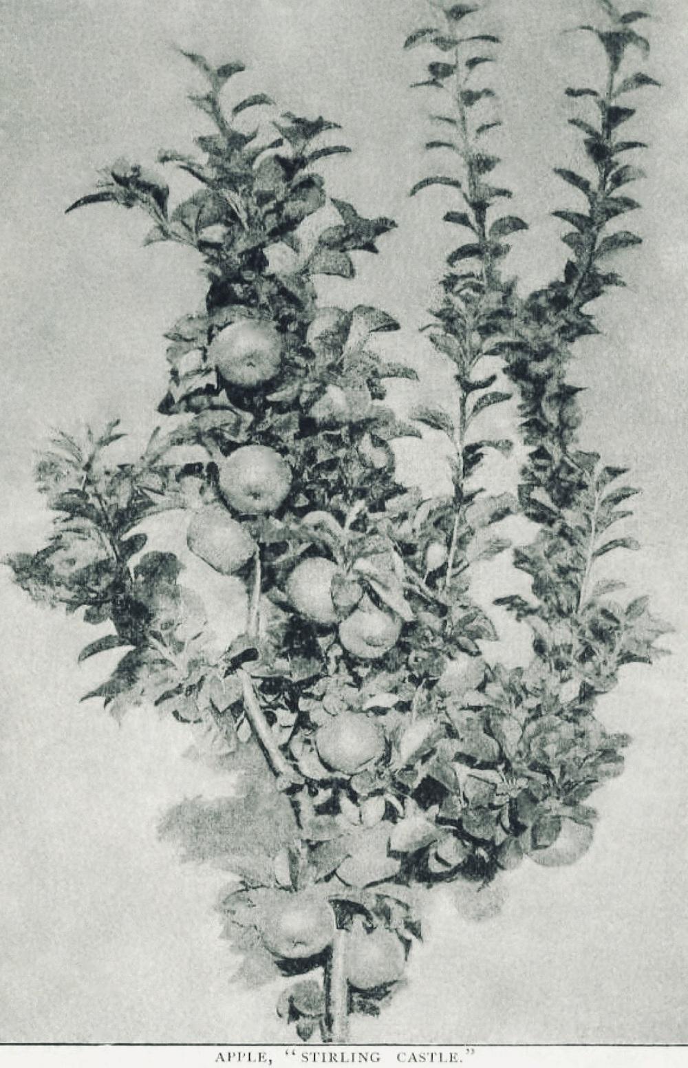 Apple (Malus domestica 'Stirling Castle') in the Apples Database ...