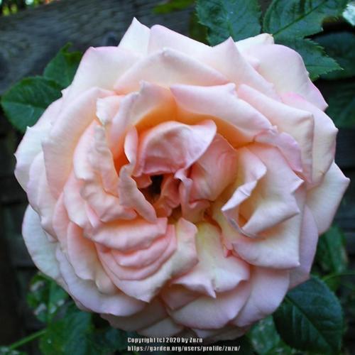 Rose (Rosa 'Barock') in the Roses Database - Garden.org