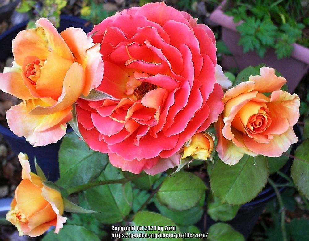 Photo of the closeup of buds, sepals and receptacles of Rose (Rosa ...