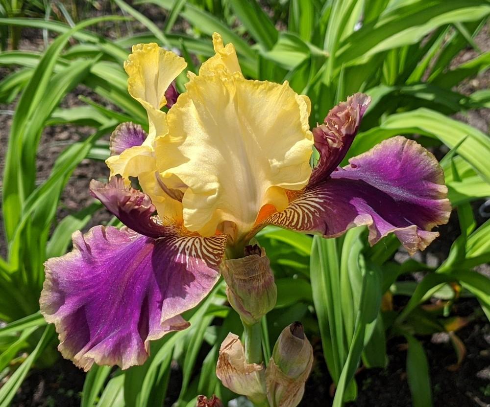 Photo of the bloom of Tall Bearded Iris (Iris 'Rocket Randy') posted by ...