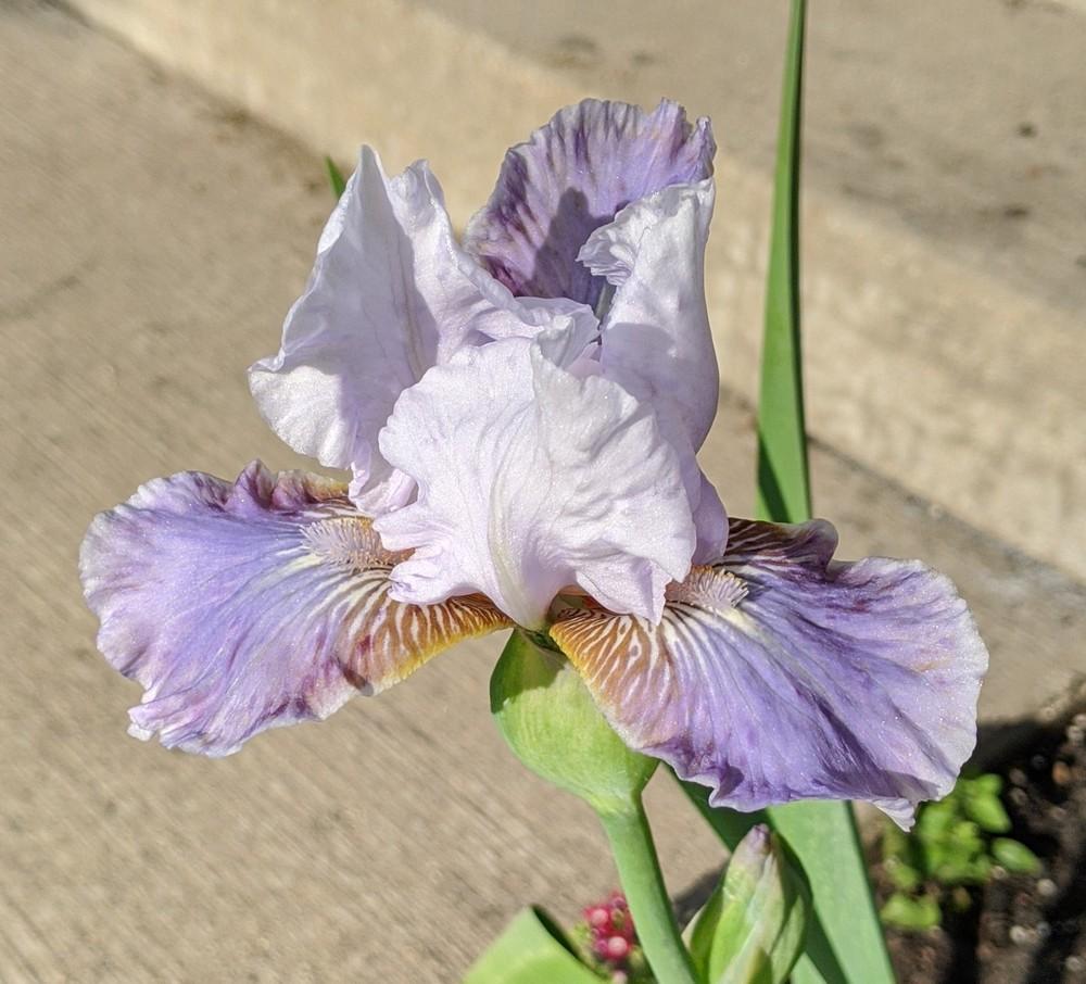 Intermediate Bearded Iris (Iris 'Magic Child') in the Irises Database ...