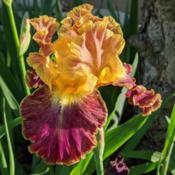 Tall Bearded Iris (Iris 'High Master') in the Irises Database - Garden.org