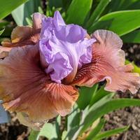 Photo of the bloom of Tall Bearded Iris (Iris 'Witching') posted by ...