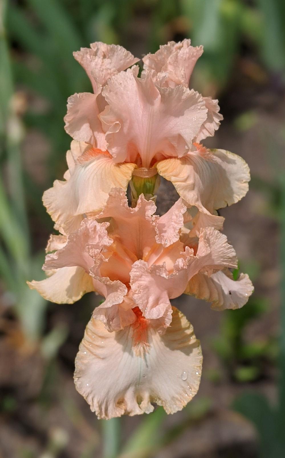 Tall Bearded Iris (Iris 'Lace Artistry') in the Irises Database ...