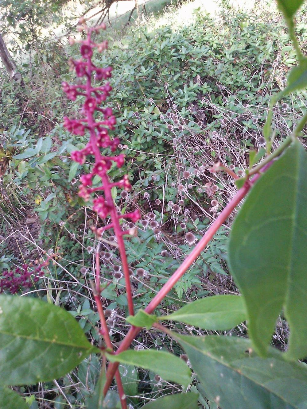 Photo of the bloom of American Pokeweed (Phytolacca americana var ...