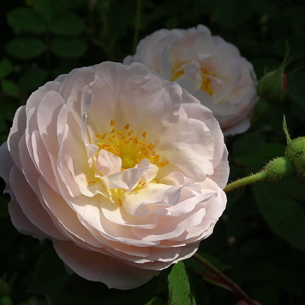 Rose (Rosa 'El Ariana') in the Roses Database - Garden.org