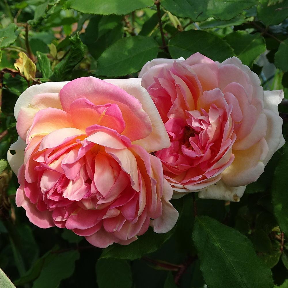 Photo of the bloom of Rose (Rosa 'Robert Leopold') posted by Orsola ...