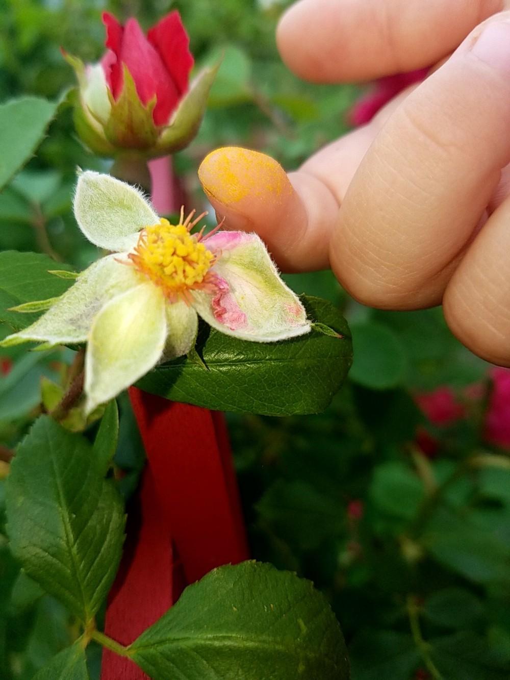 Amateur Rose Breeding in the Roses forum - Garden.org