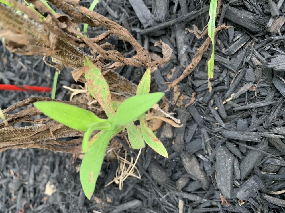 Aster issue in the Pests and Diseases forum - Garden.org