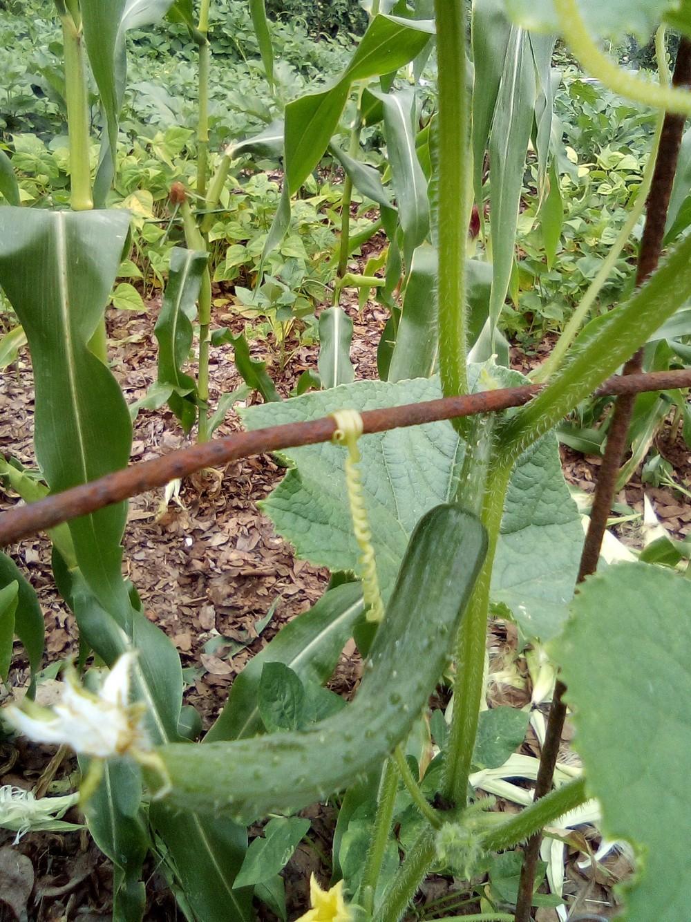 Cucumbers: Plant Care and Collection of Varieties - Garden.org