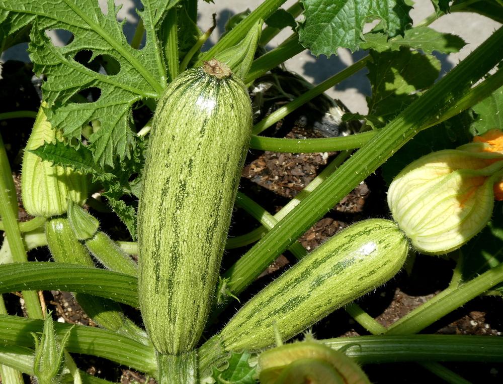 Summer Squash (Cucurbita pepo 'Caserta Bush') in the Gourds, Squashes ...