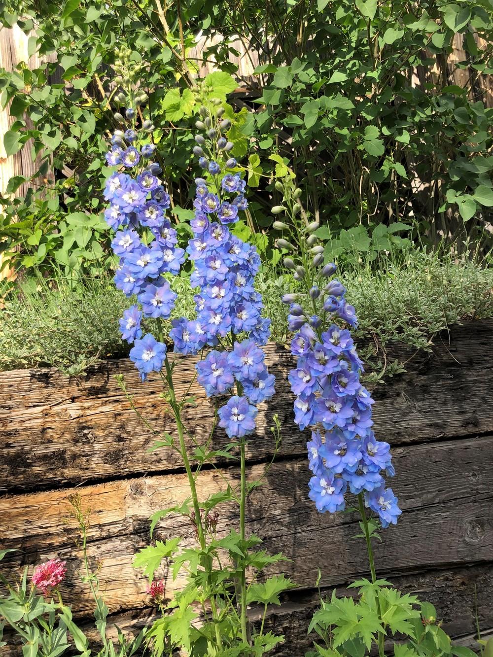 Delphiniums: Plant Care and Collection of Varieties - Garden.org